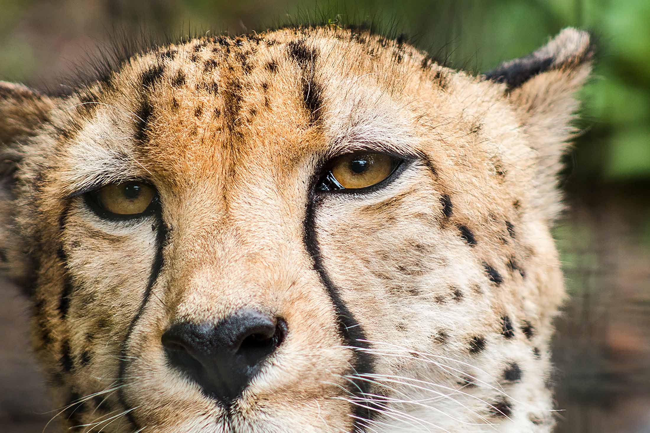 Experts Unite to Save Cheetahs - Conservation Nation