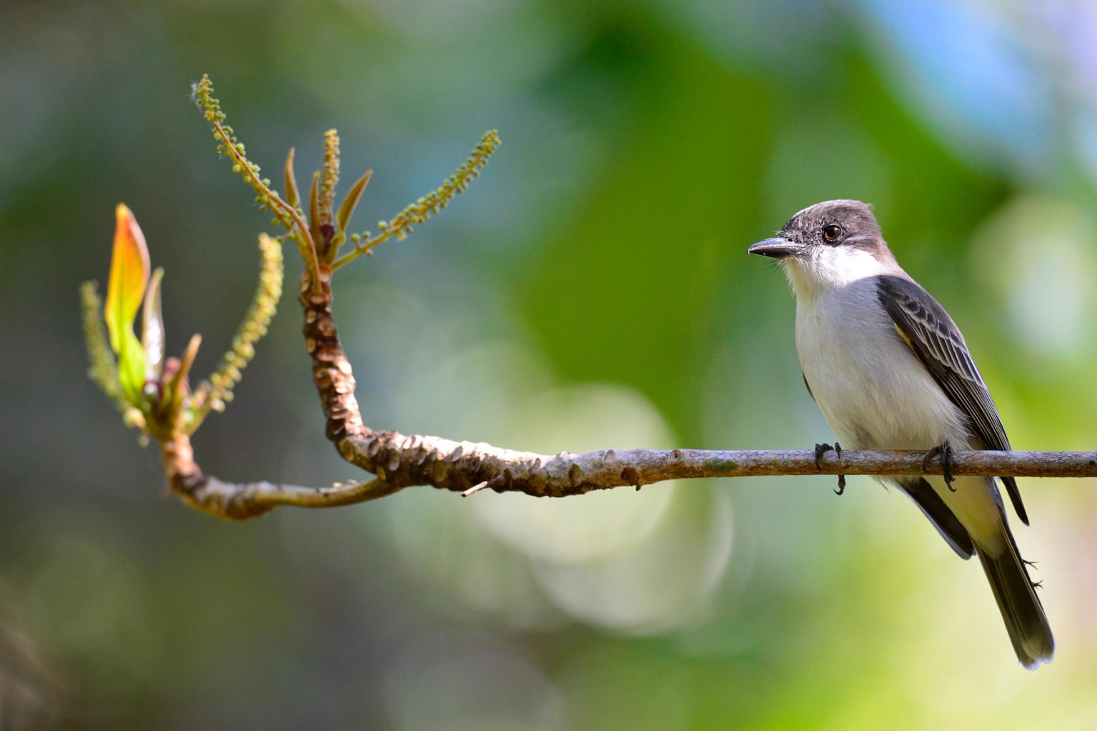 Wildlife Conservation Grants | Conservation Nation Grant Programs