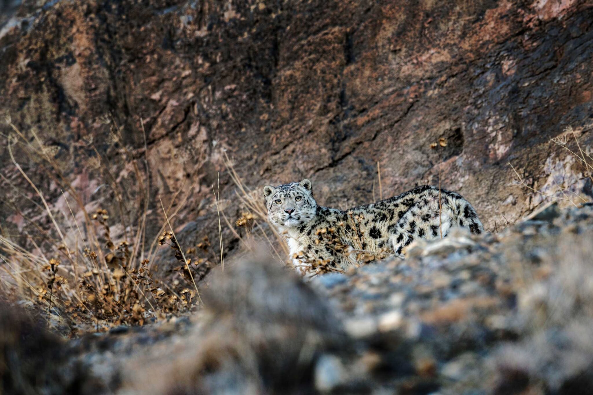 Empowering Women to Save Snow Leopards - Conservation Nation